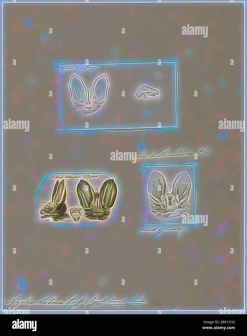 Egyptian slit faced bat nycteris thebaica hi-res stock photography and ...