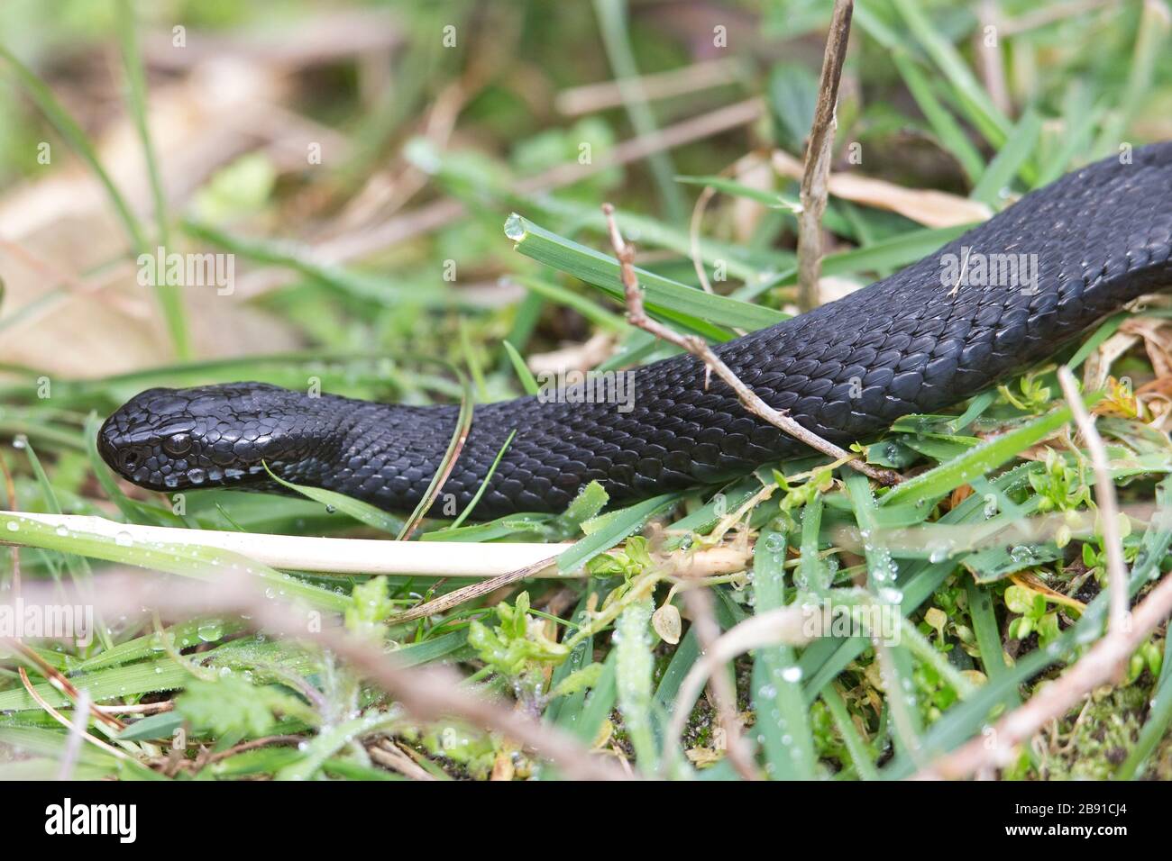 Adder (Vipera berus Stock Photo - Alamy