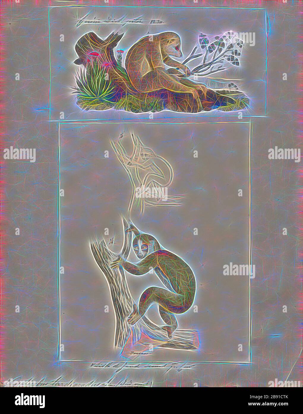 Philippine slow loris hi-res stock photography and images - Alamy