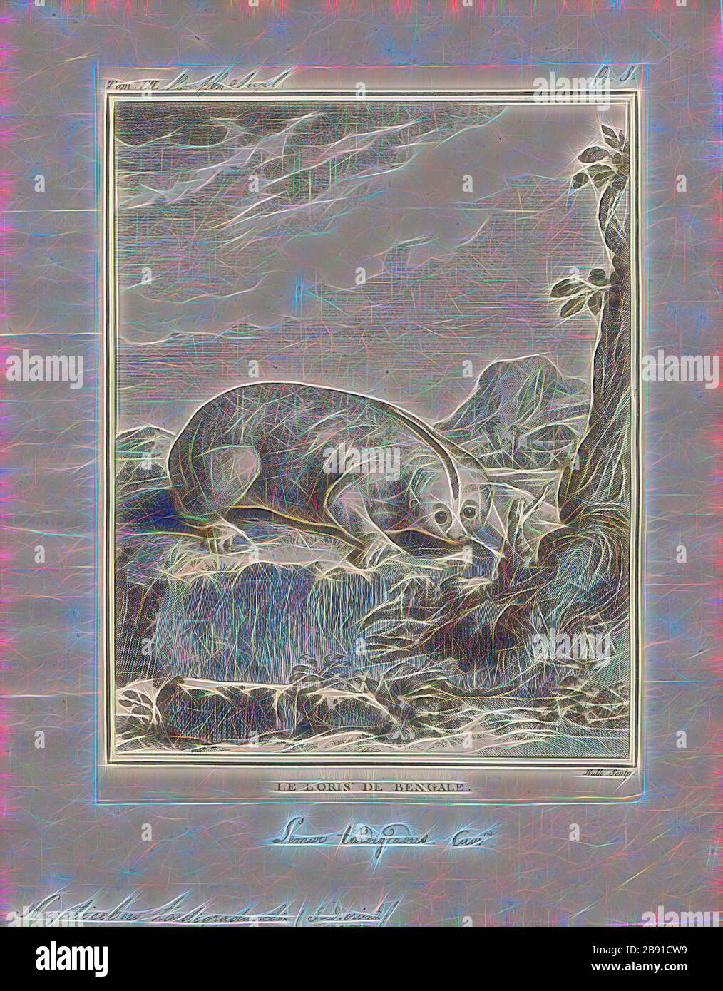 Bangka slow loris hi-res stock photography and images - Alamy