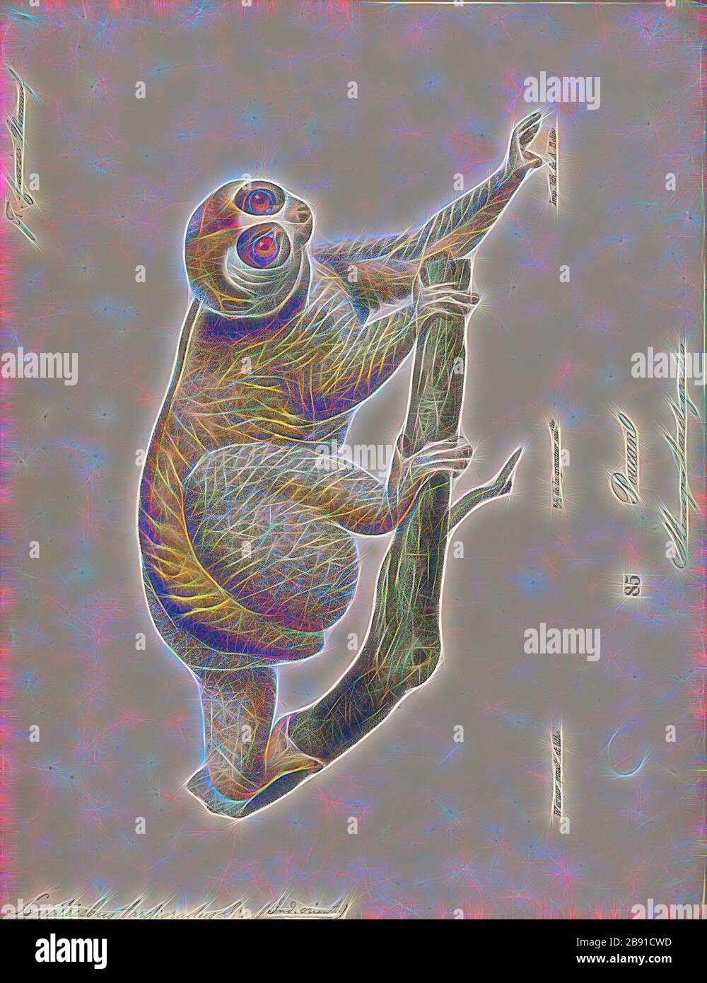 Philippine slow loris hi-res stock photography and images - Alamy