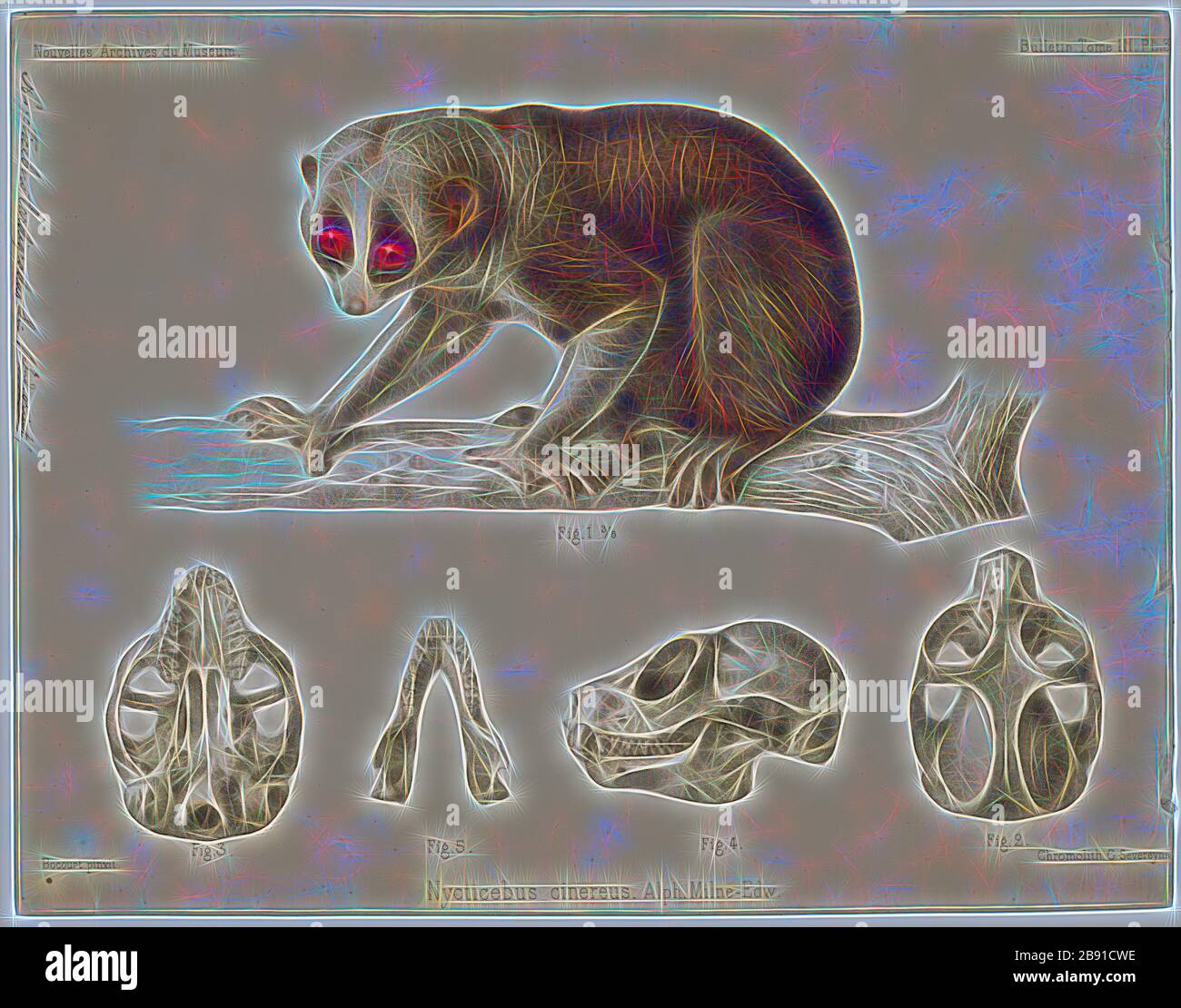 Slender loris, sri lanka hi-res stock photography and images - Alamy