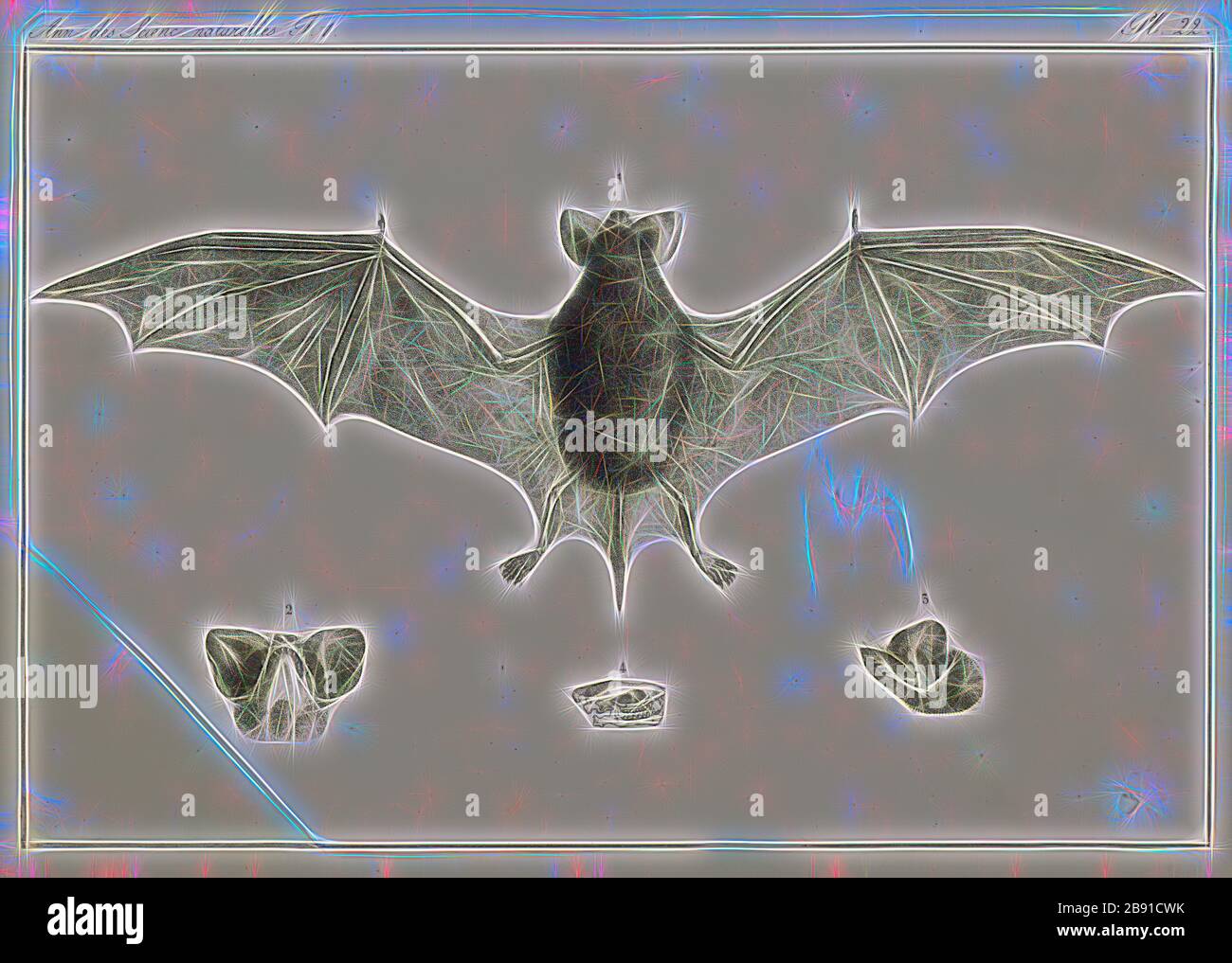 Brazilian free tailed bat tadarida brasiliensis hi-res stock ...