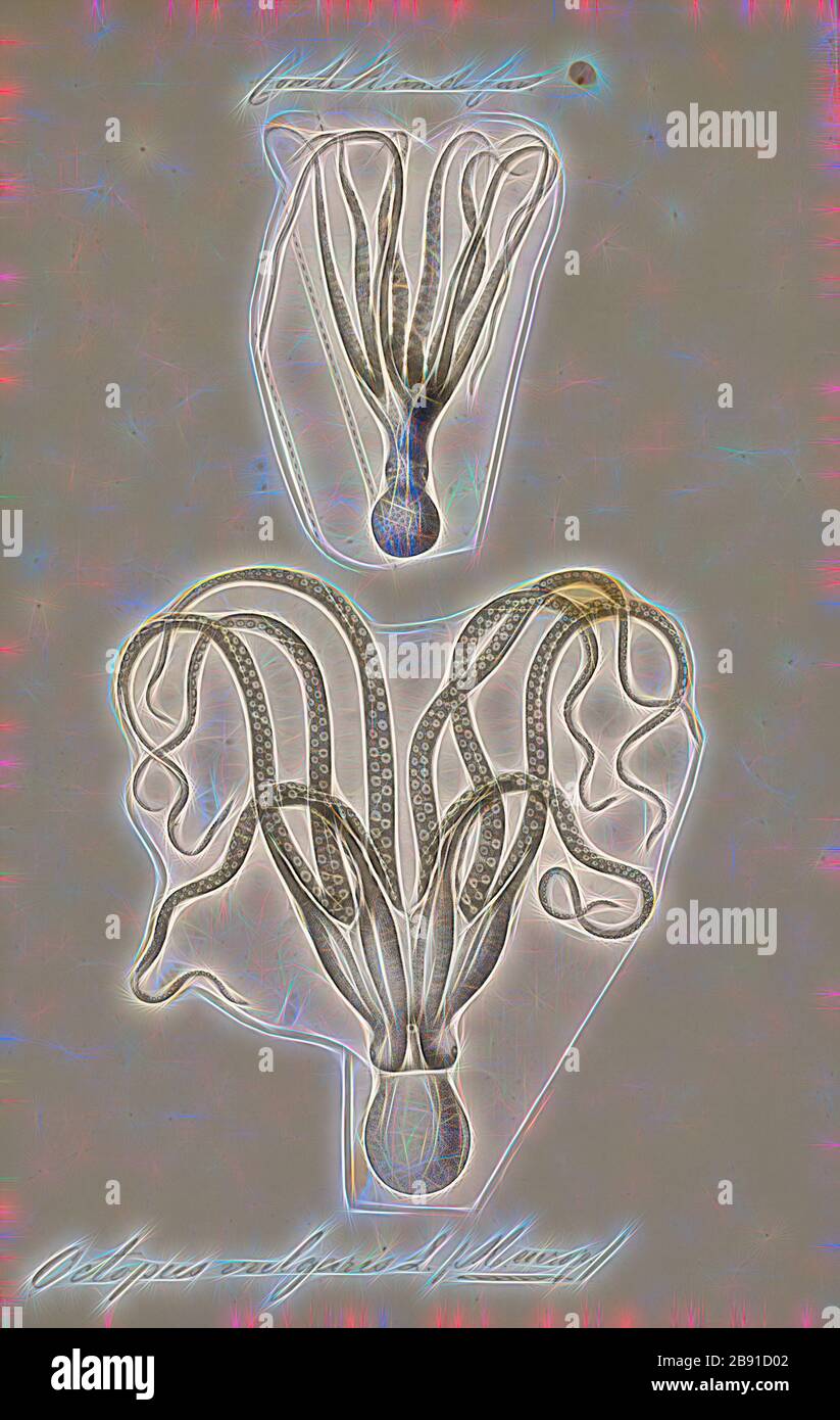 Octopus vulgaris, Print, The common octopus (Octopus vulgaris) is a ...