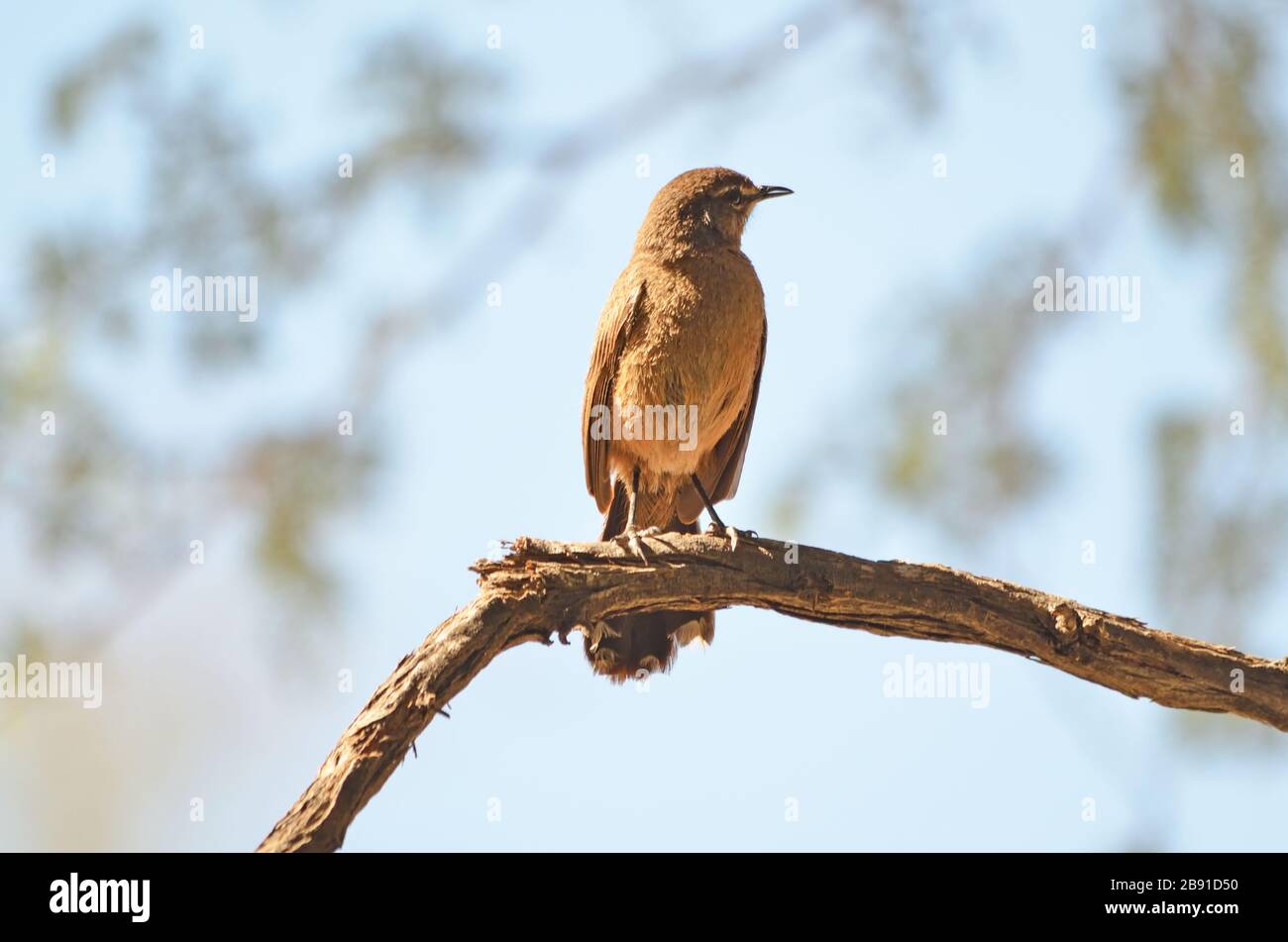 Chat Flycatcher High Resolution Stock Photography and Images - Alamy