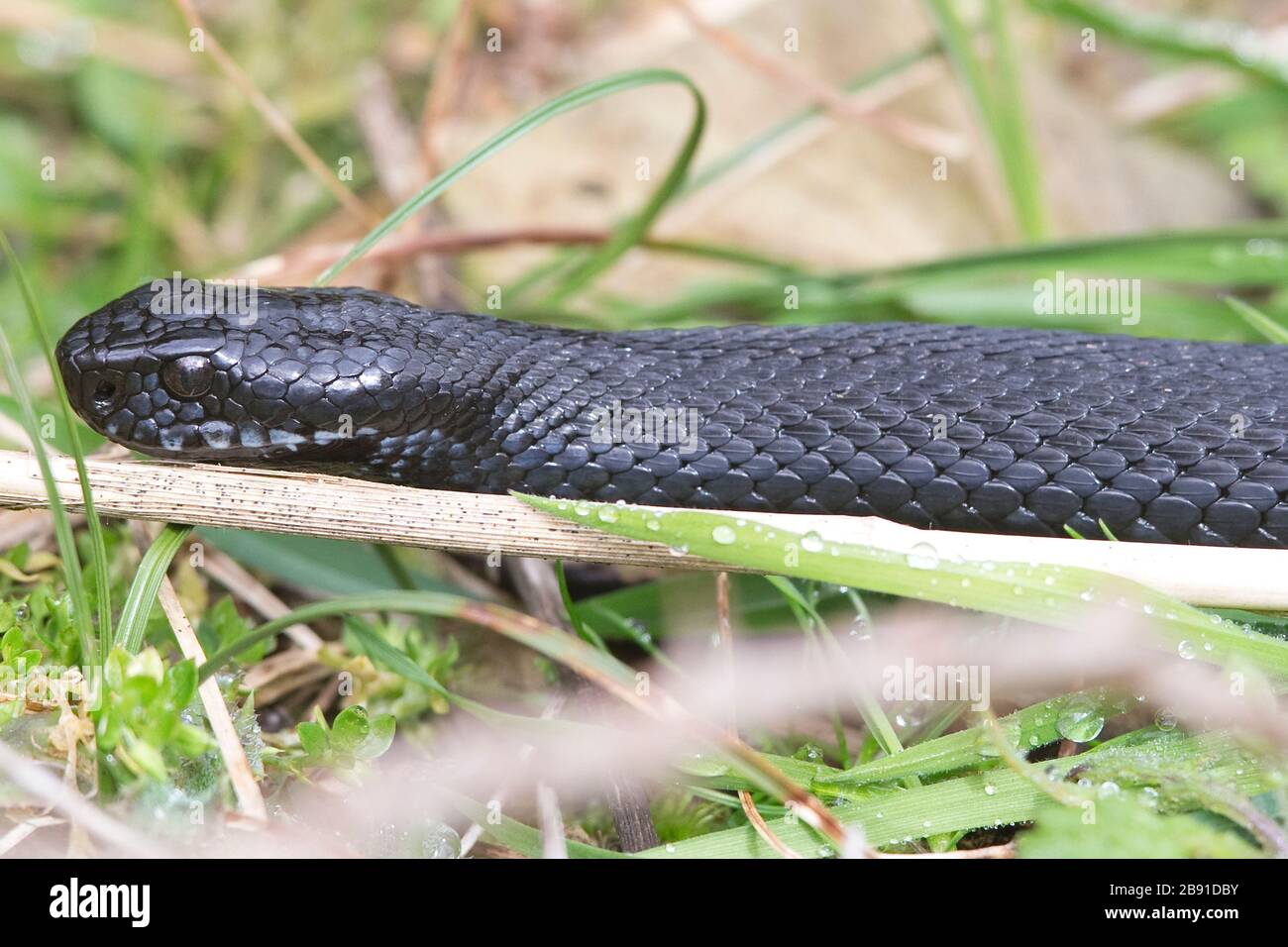 Black adders hi-res stock photography and images - Alamy
