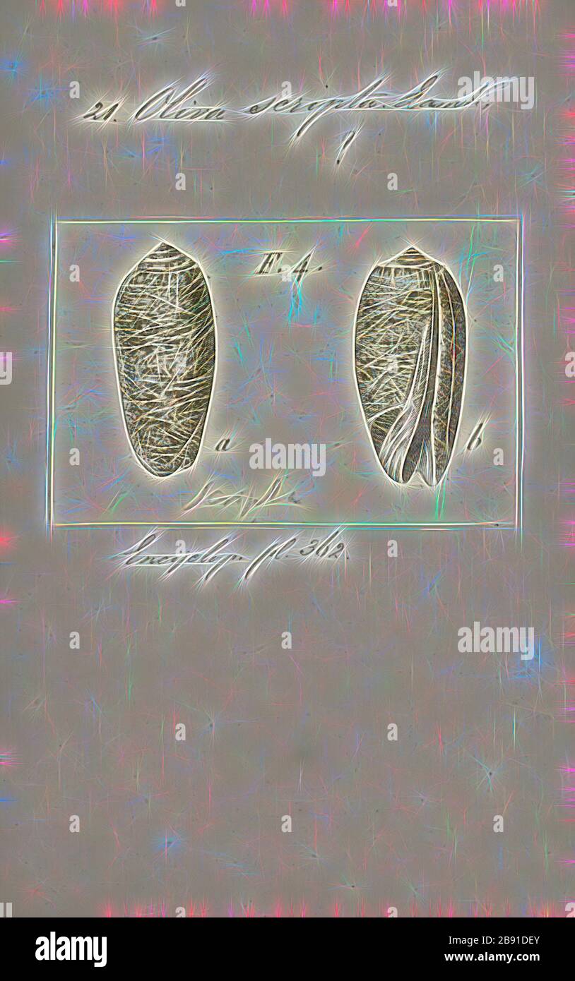 Oliva scripta hi-res stock photography and images - Alamy