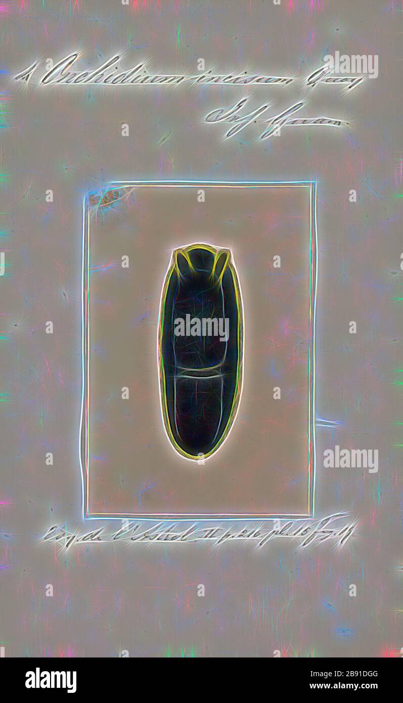 Onchidium incisum, Print, Onchidella incisa is a species of air ...