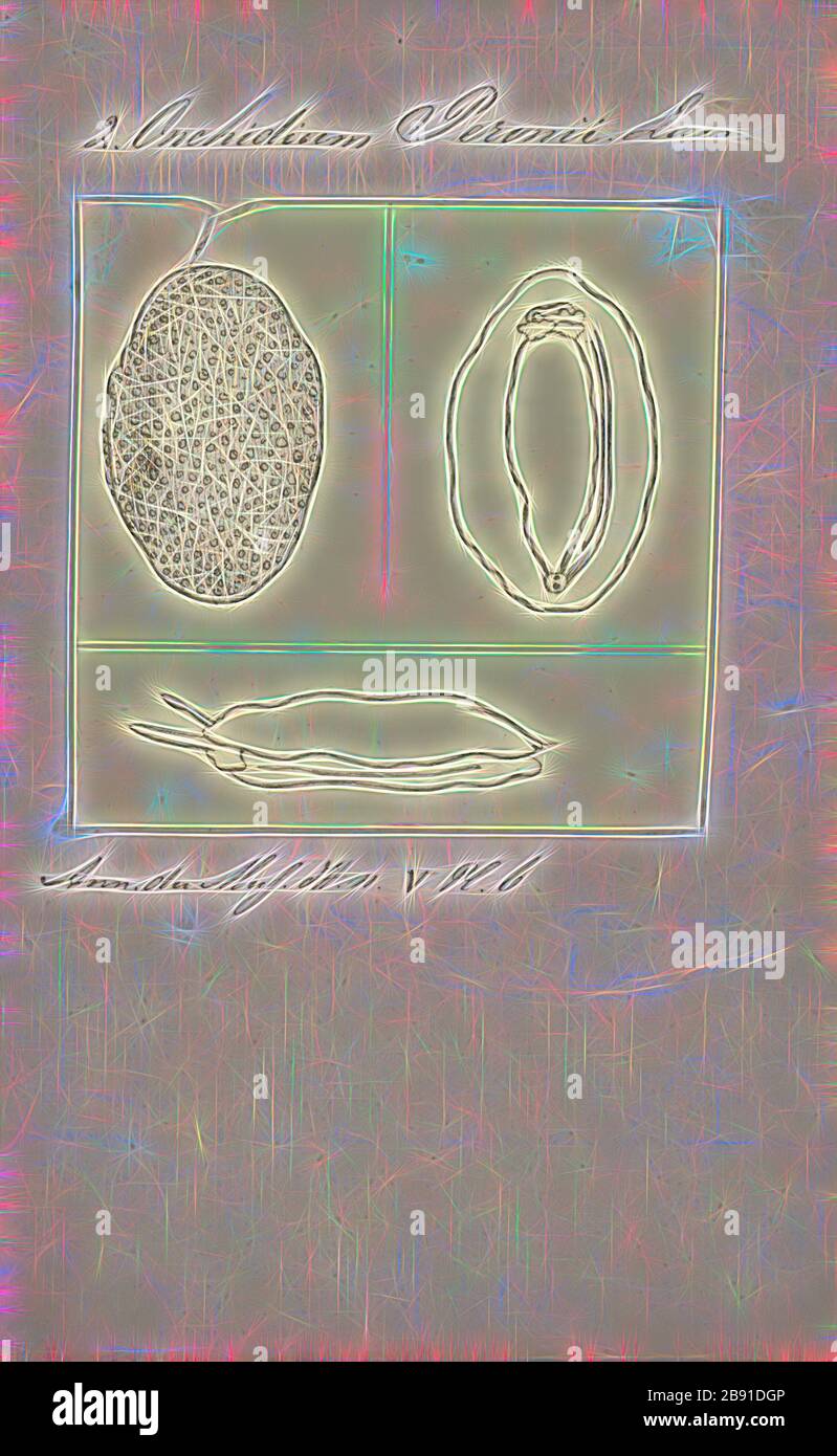 Onchidium peronii, Print, Peronia peronii is a species of air-breathing ...