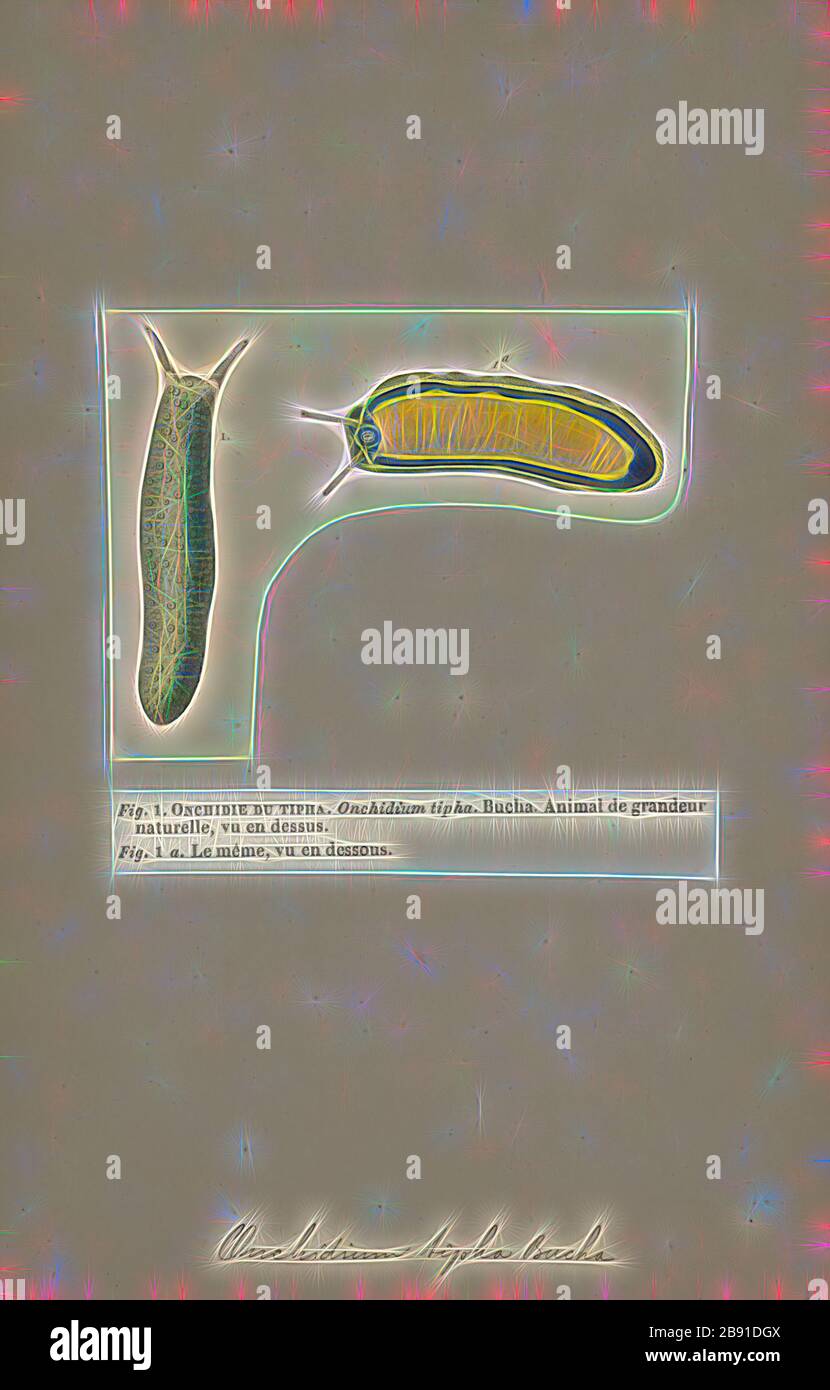 Currently recognised species hi-res stock photography and images - Alamy