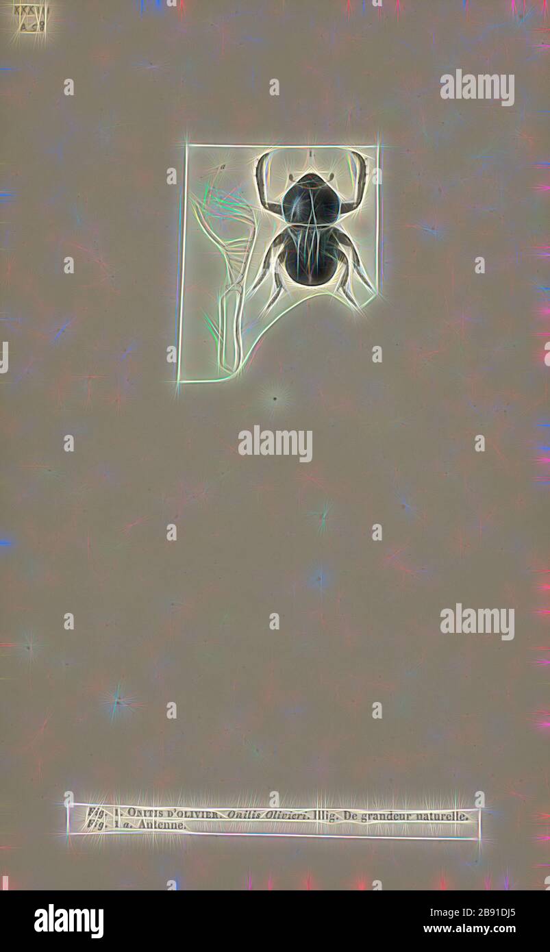 Onitis, Print, Onitis is a genus of Scarabaeidae or scarab beetles in ...