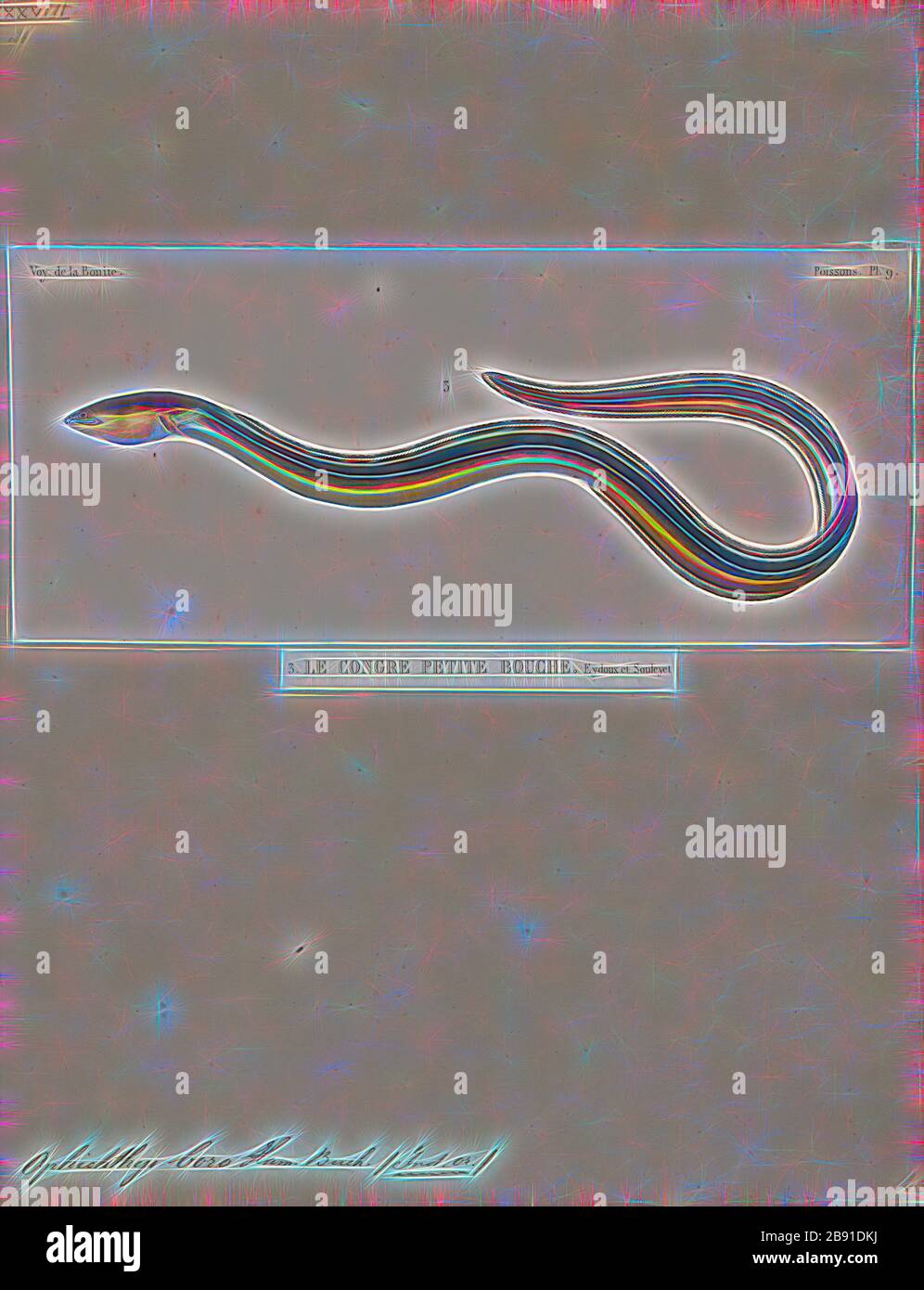 Bengals snake eel hi-res stock photography and images - Alamy