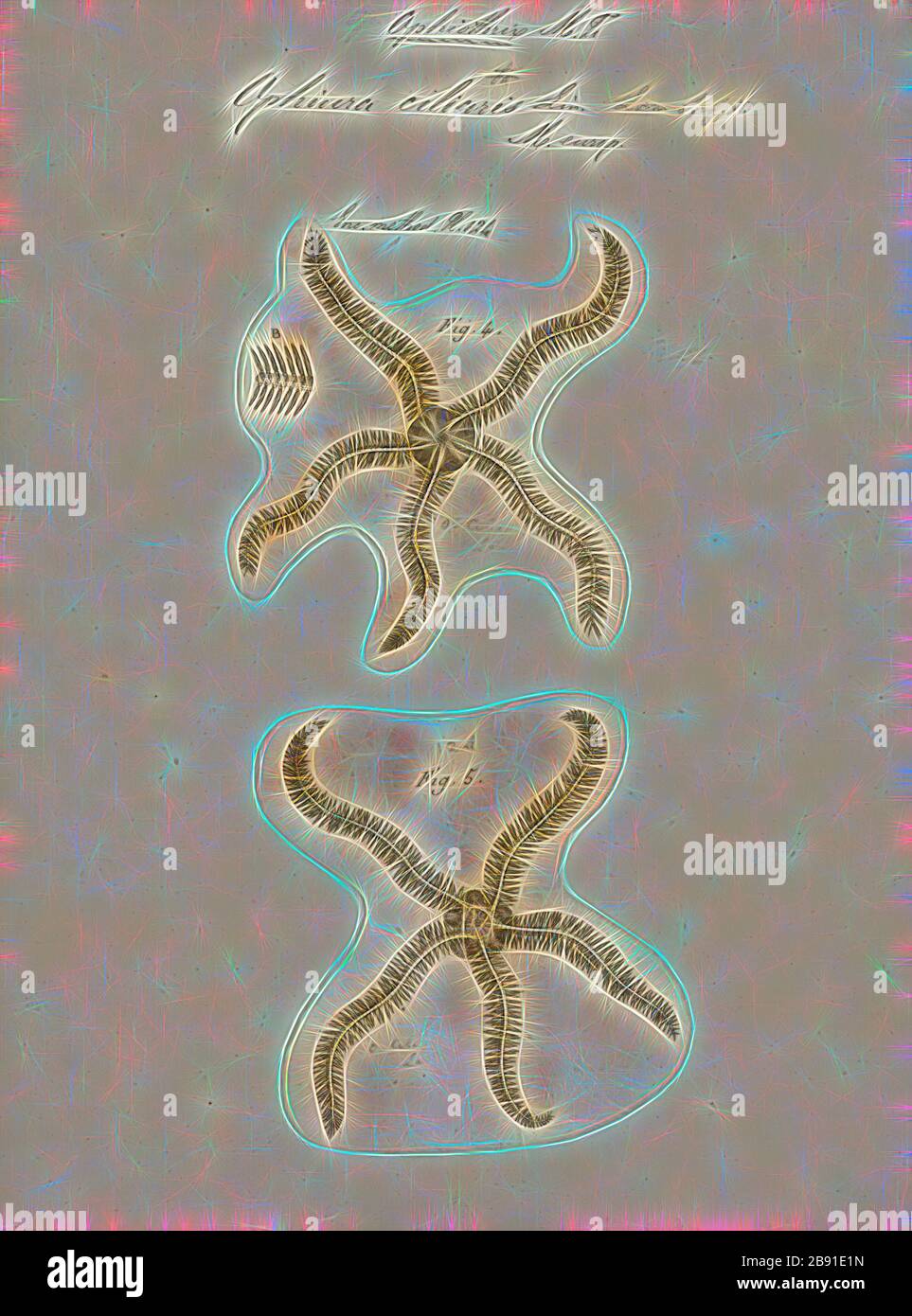 Ophiurida hi-res stock photography and images - Alamy