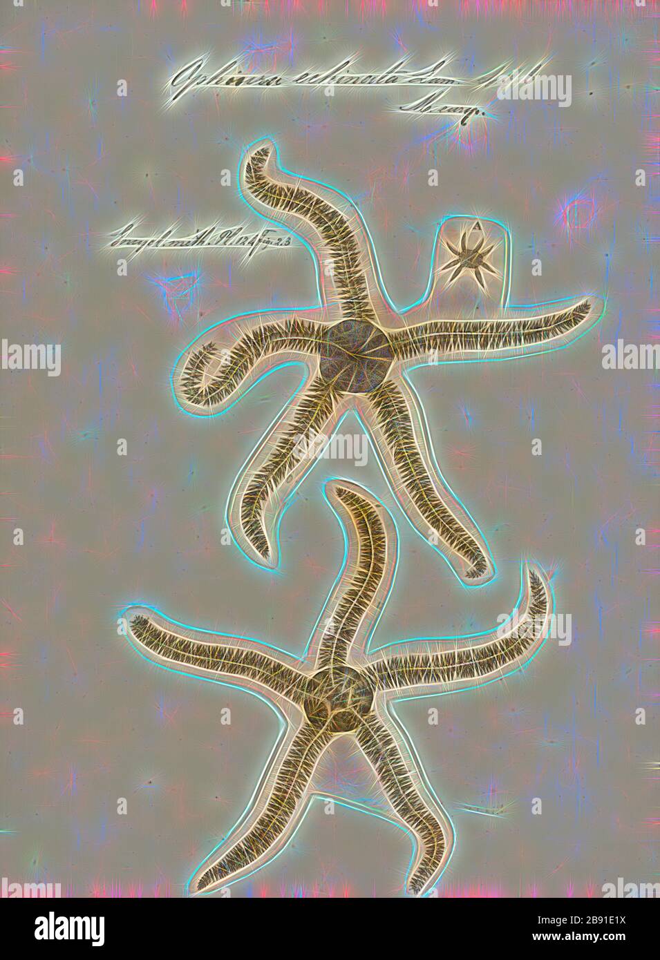 Genus ophiocoma hi-res stock photography and images - Alamy