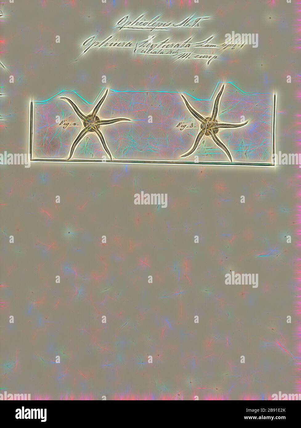 Ophiura ophiura hi-res stock photography and images - Alamy