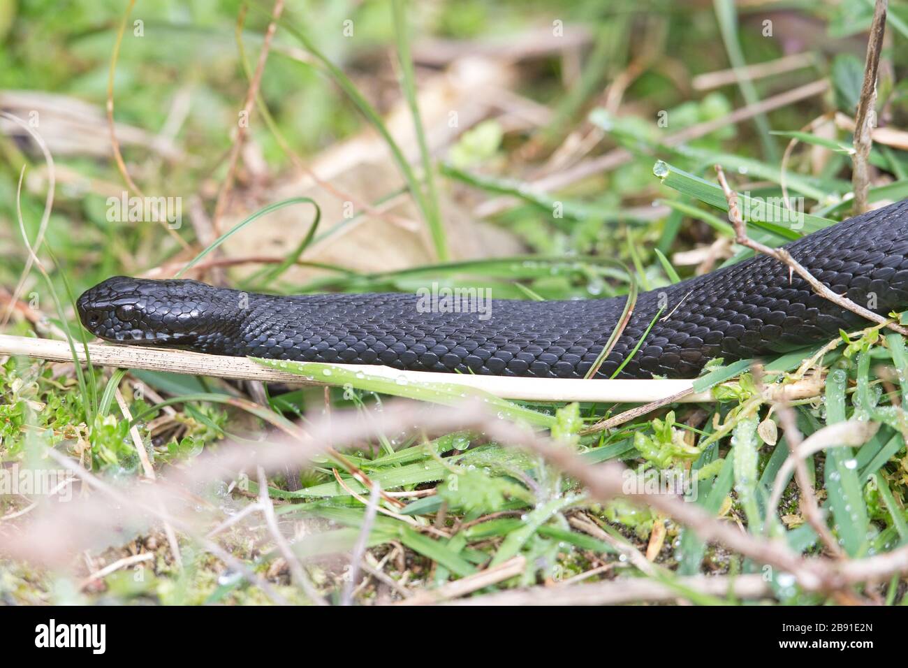 Vipera berus black melanistic snake hi-res stock photography and images ...