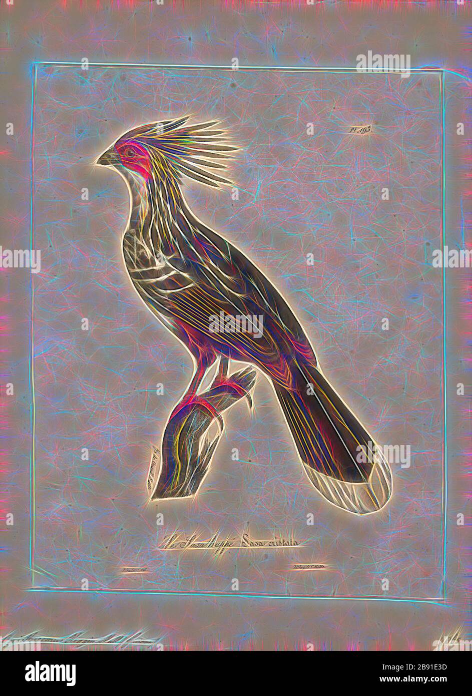 Hoatzin claws hi-res stock photography and images - Alamy