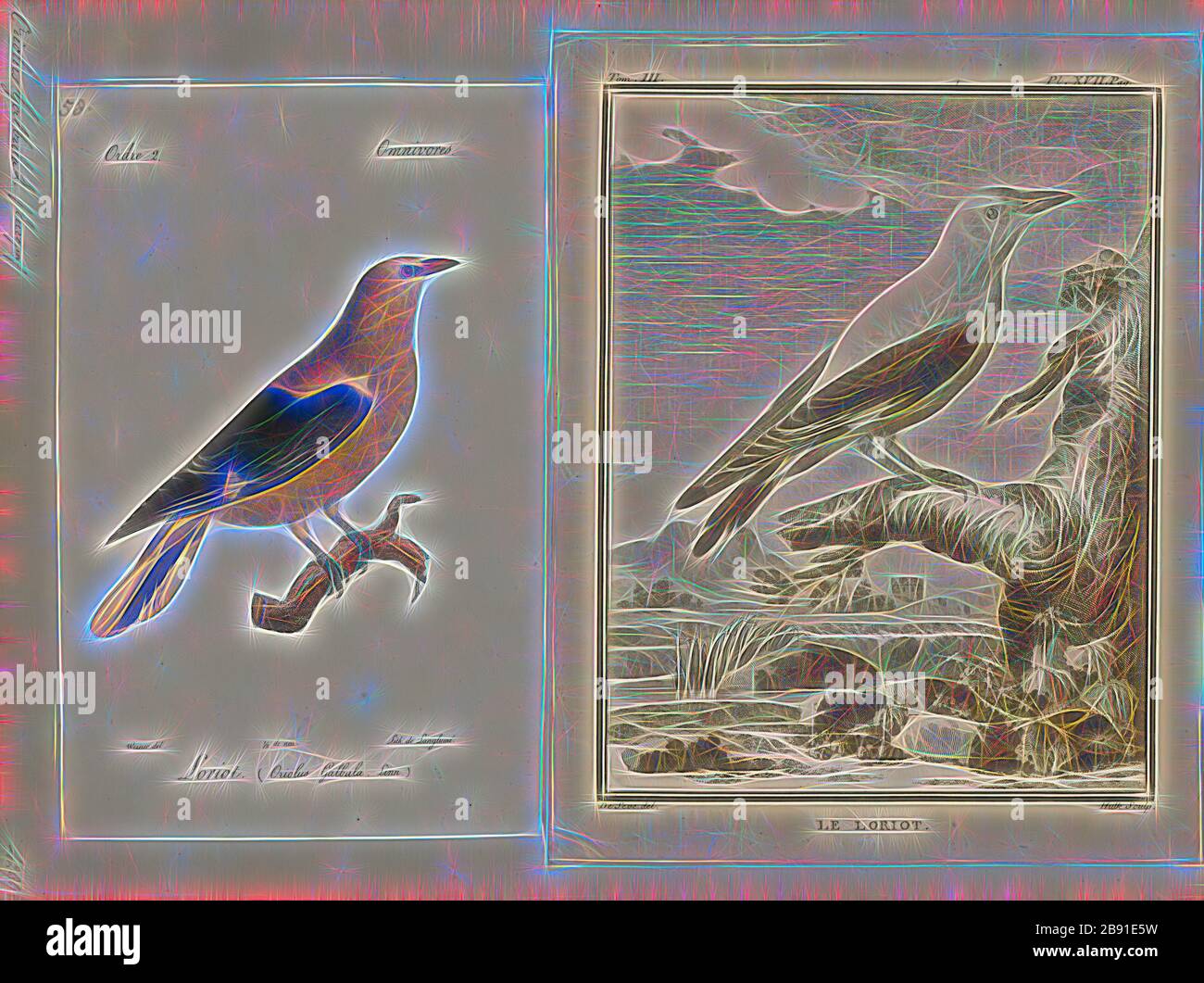 Temperate regions birds hi-res stock photography and images - Alamy