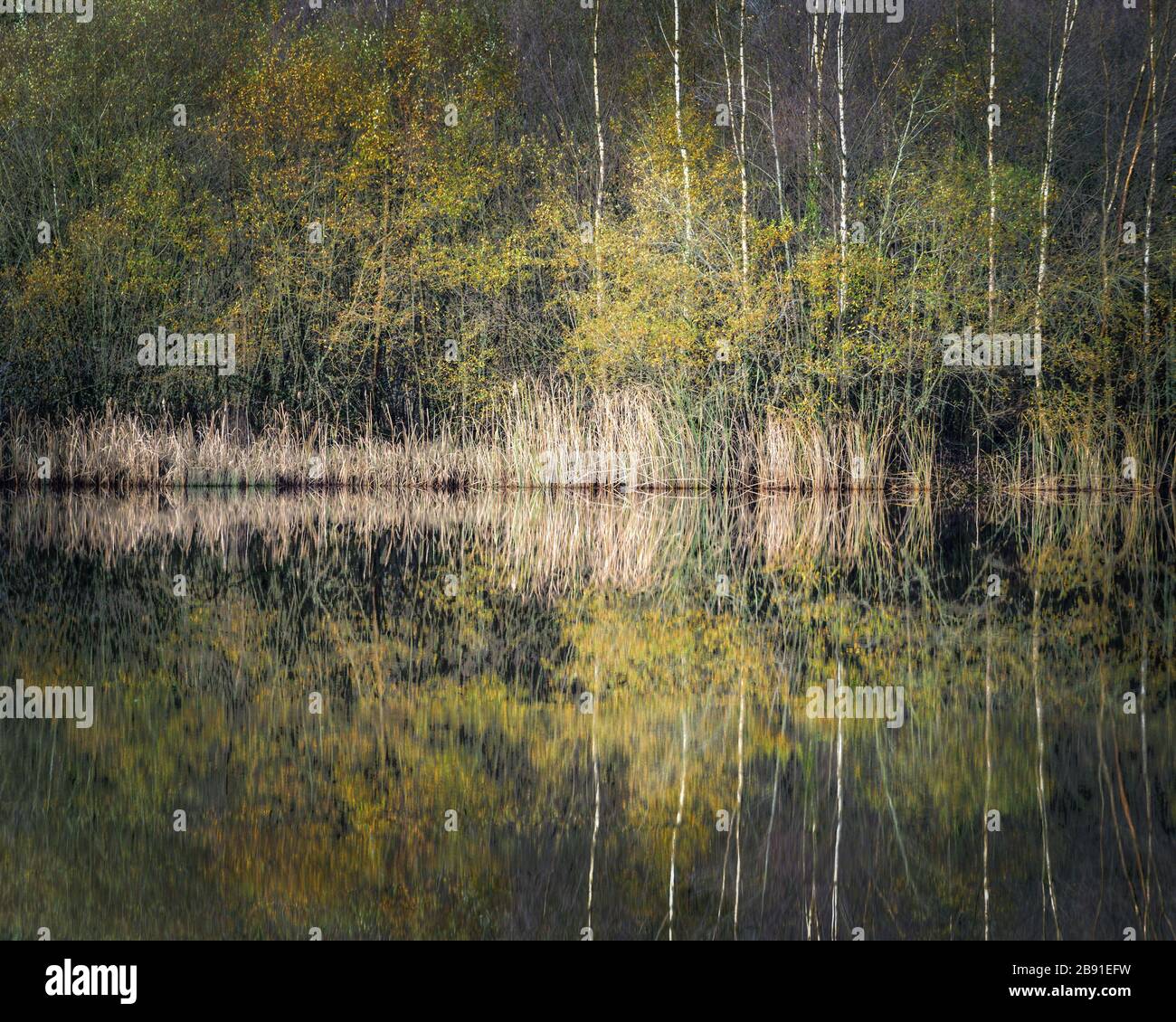 Willow trees and reeds hi-res stock photography and images - Alamy