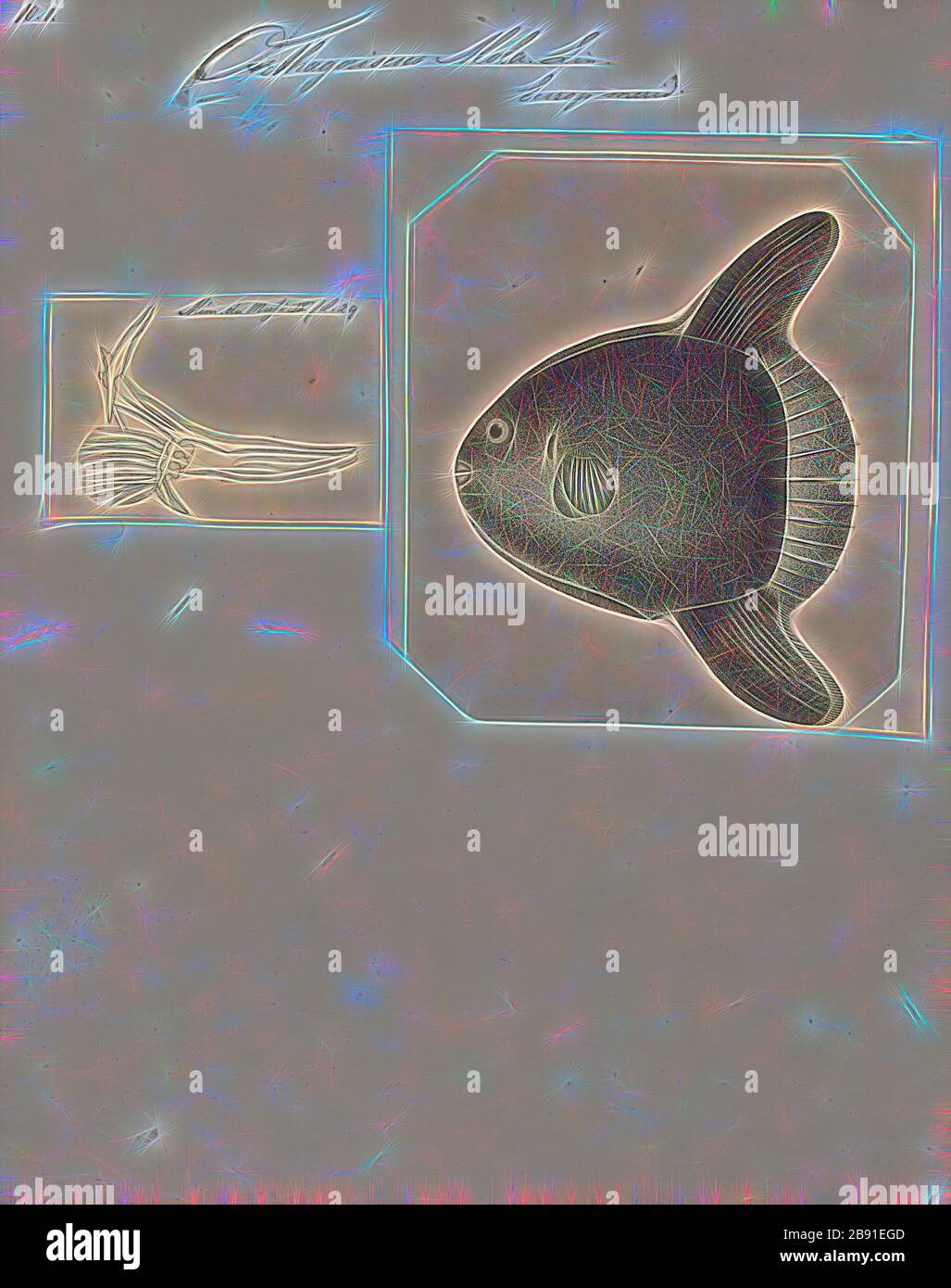 Orthagoriscus mola, Print, 1700-1880, Reimagined by Gibon, design of ...