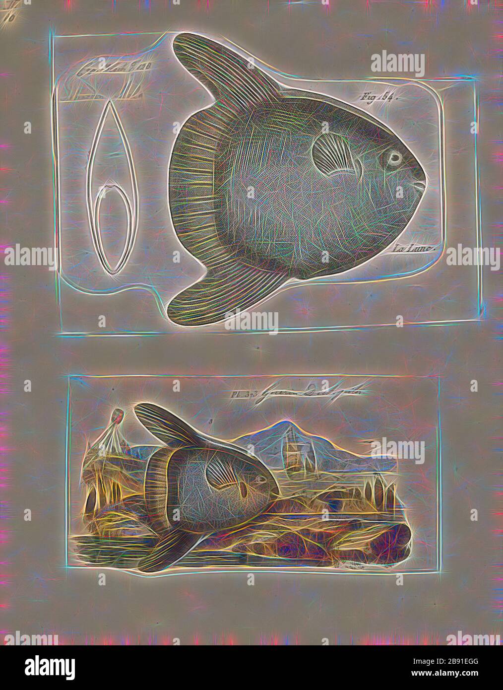 Orthagoriscus mola, Print, 1700-1880, Reimagined by Gibon, design of ...