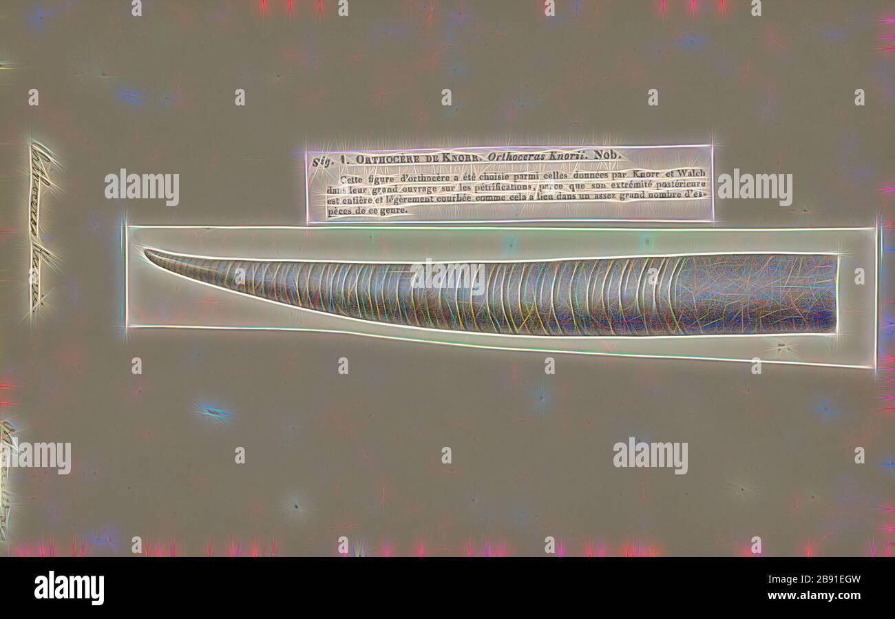 Orthoceras knorii, Print, Orthoceras (straight horn) is a genus of ...
