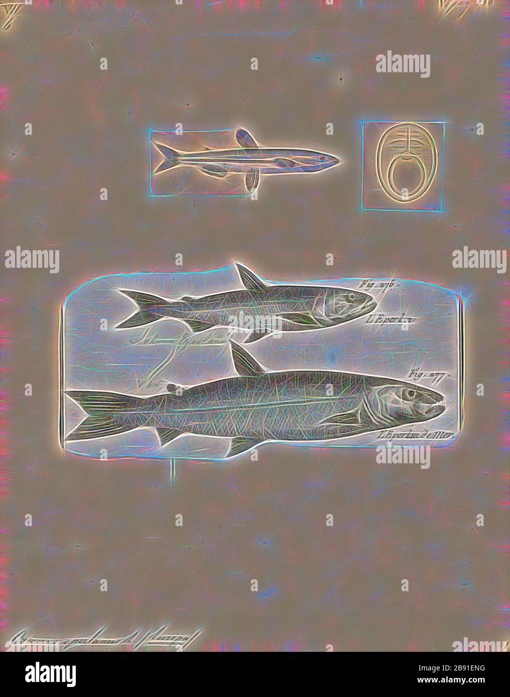 Smelt european smelt osmerus eperlanus hi-res stock photography and ...