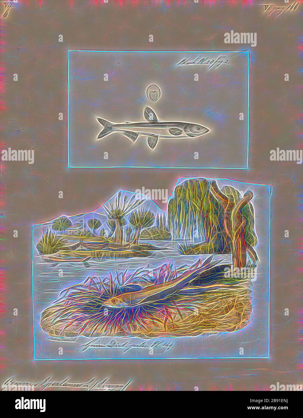 Smelt european smelt osmerus eperlanus hi-res stock photography and ...