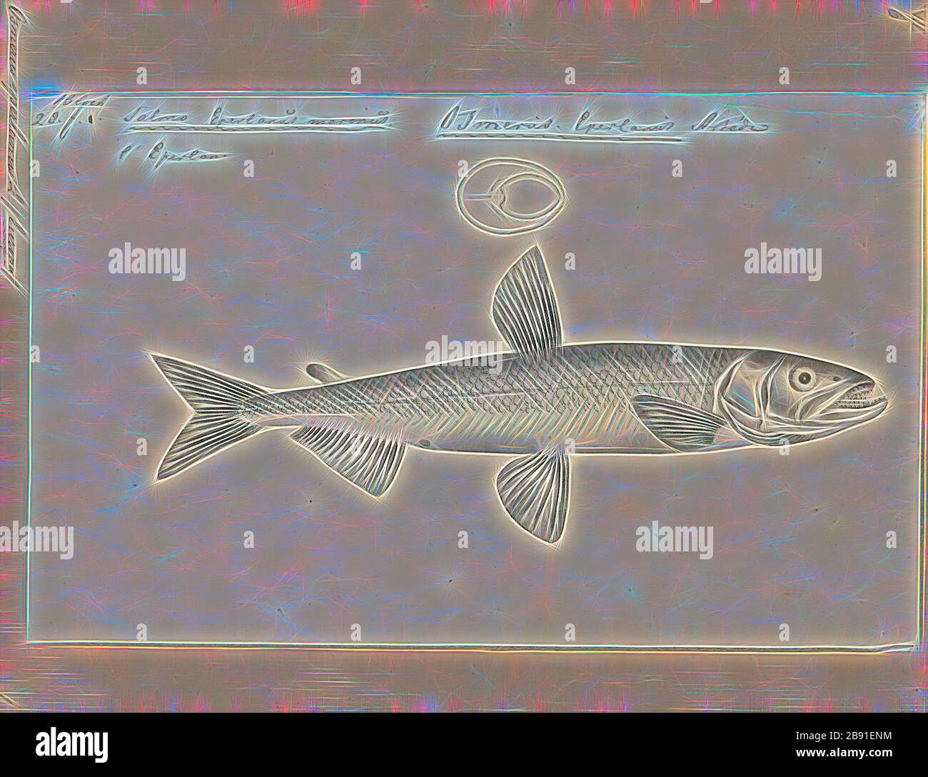 Smelt european smelt osmerus eperlanus hi-res stock photography and ...