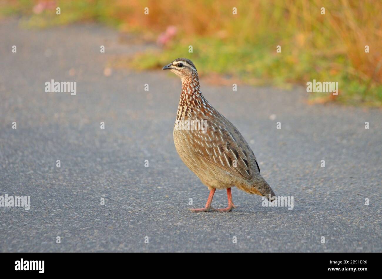 Crested francolin walks down road, Namibia Stock Photo - Alamy
