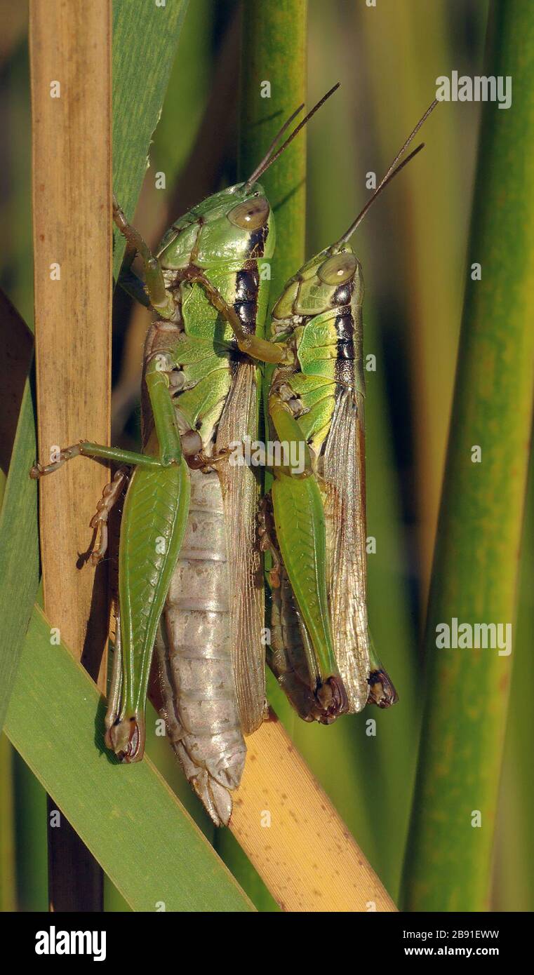 Oxya sp hi-res stock photography and images - Alamy