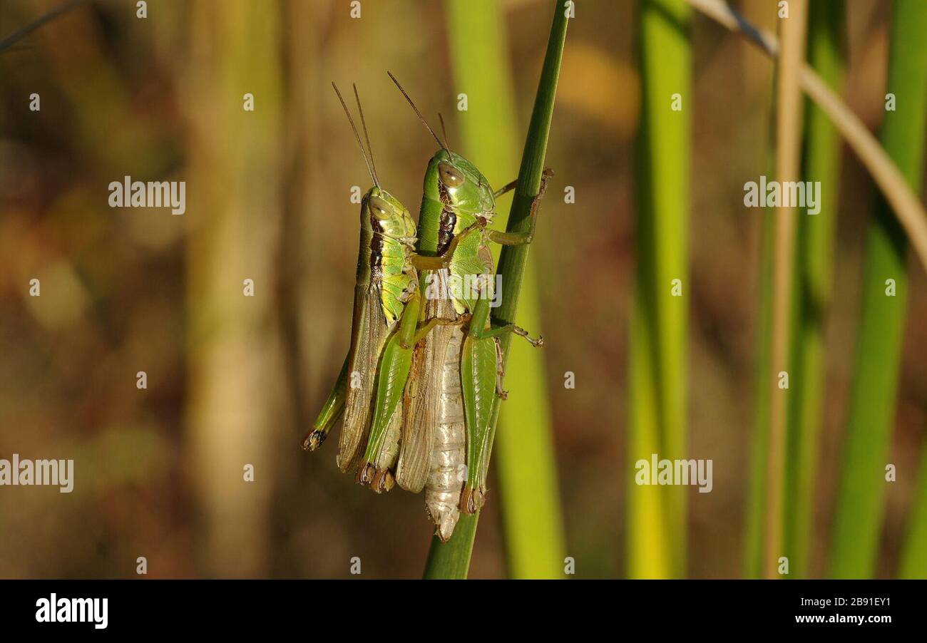 Oxya sp hi-res stock photography and images - Alamy