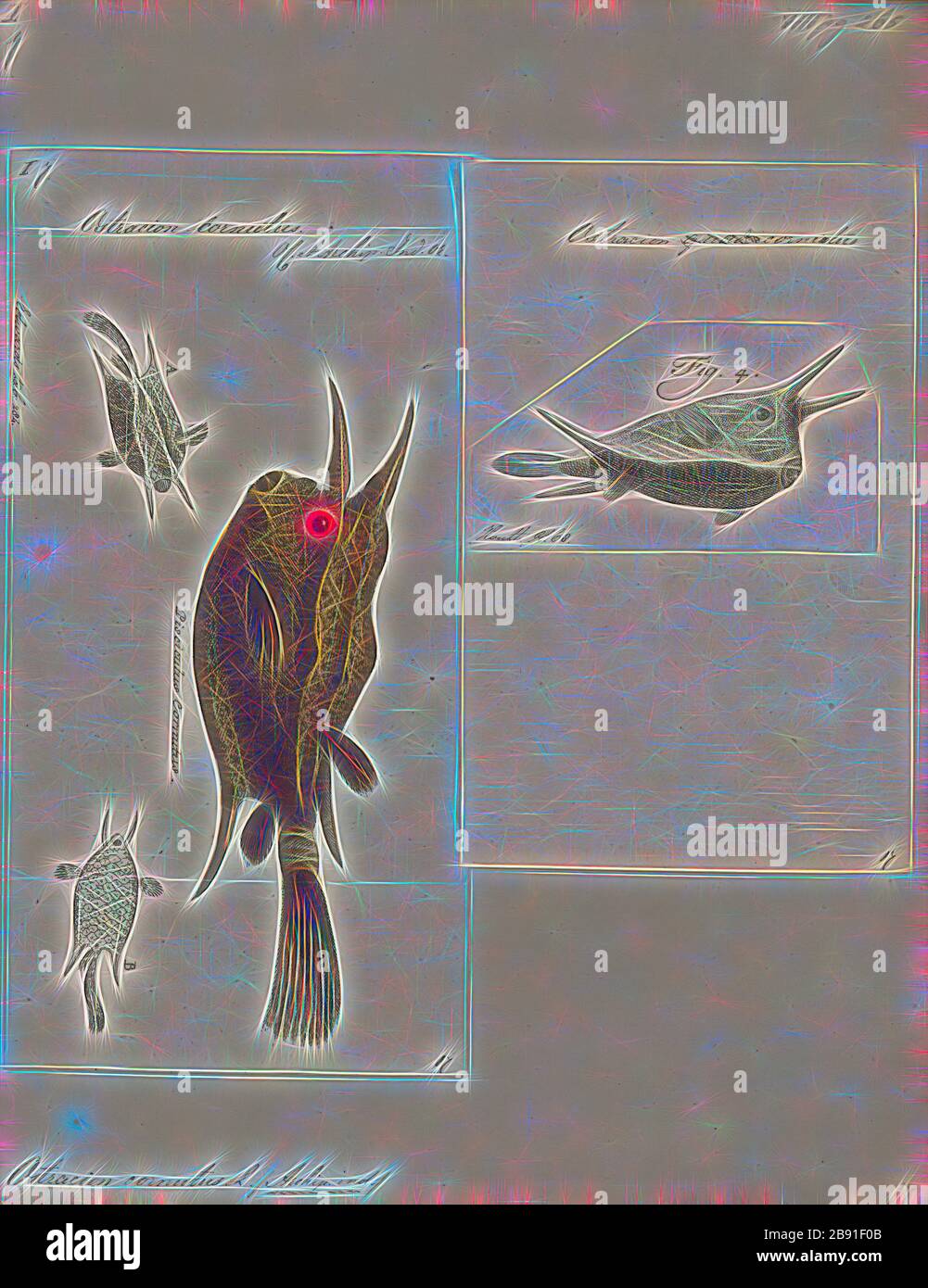 Ostracion cornutus, Print, Ostracion cornutus. Ostracion is a genus of ...