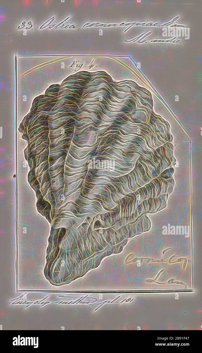 Ostrea cornucopiae, Print, Ostrea is a genus of edible oysters, marine ...