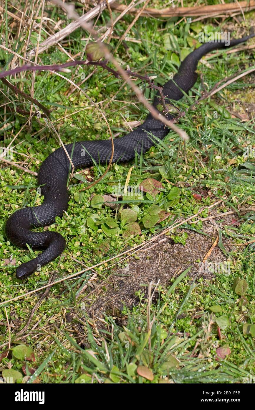 Vipera berus black melanistic snake hi-res stock photography and images ...
