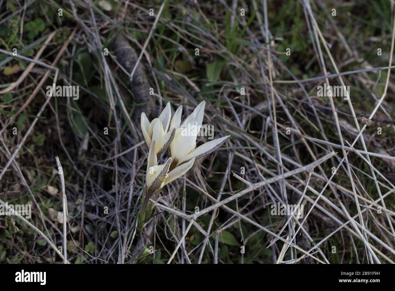 Wild mountain crocus spring hi-res stock photography and images - Alamy