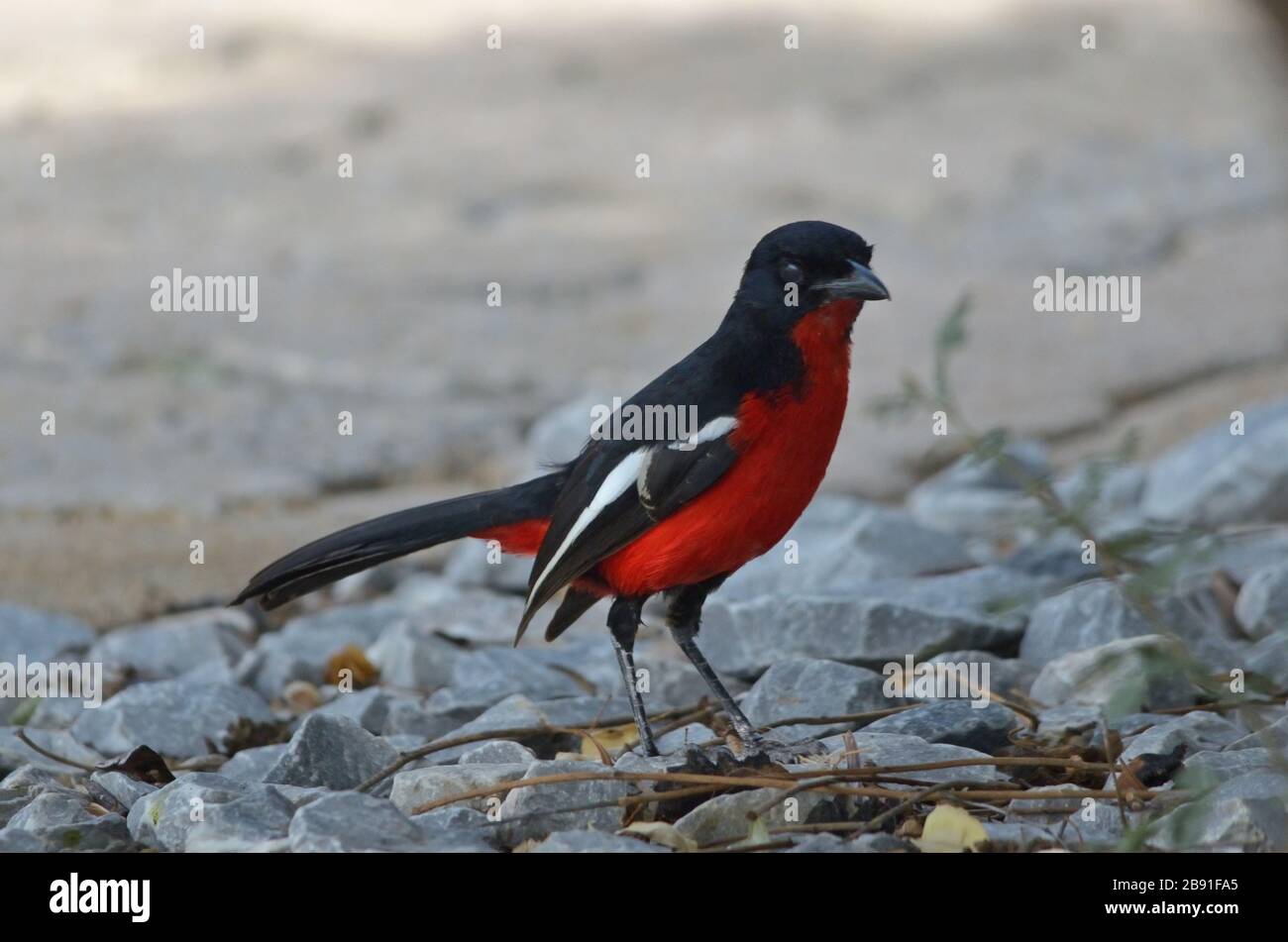 Crimson breasted shrike laniarius atrococcineus hi-res stock ...
