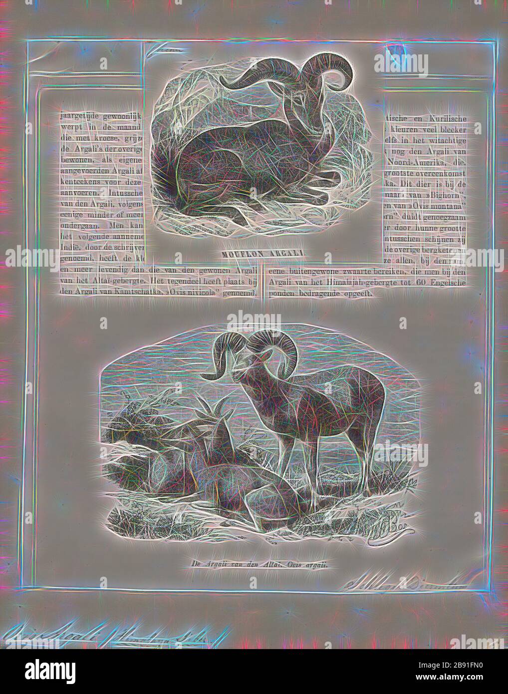 Ovis argali, Print, Ovis is a genus of mammals, part of the Caprinae ...