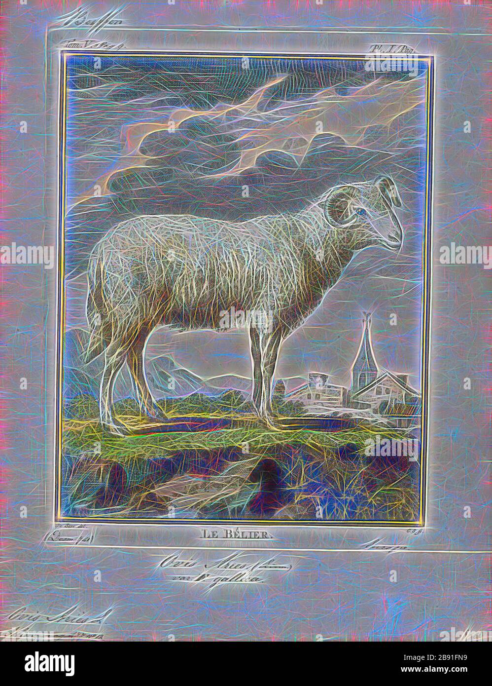 Ovis aries, Print, Domestic sheep (Ovis aries) are quadrupedal ...