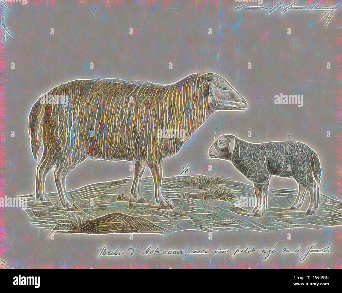 Referred to as the ram hi-res stock photography and images - Alamy