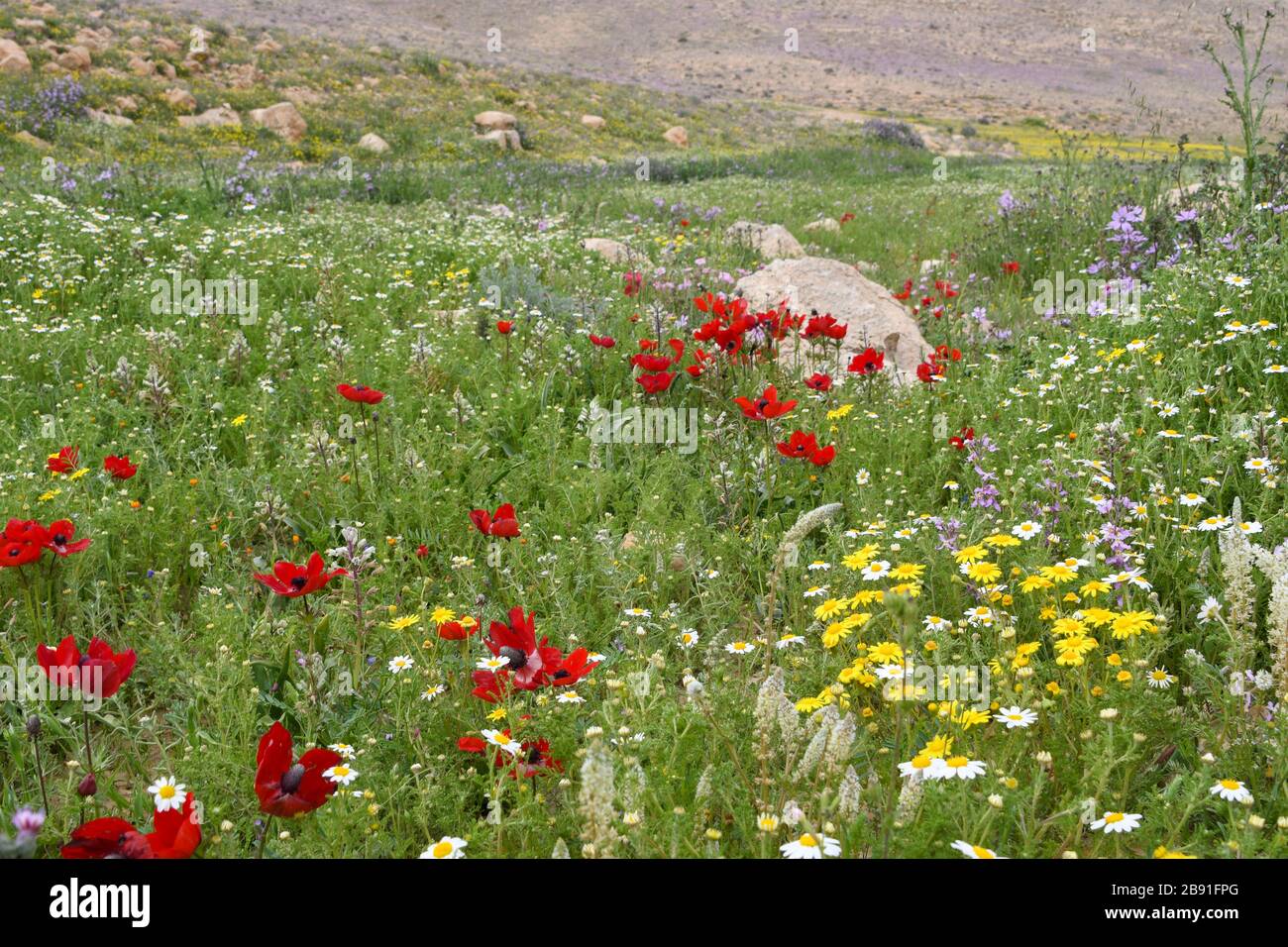 After a rare rainy season in the Negev Desert, Israel, an abundance of ...