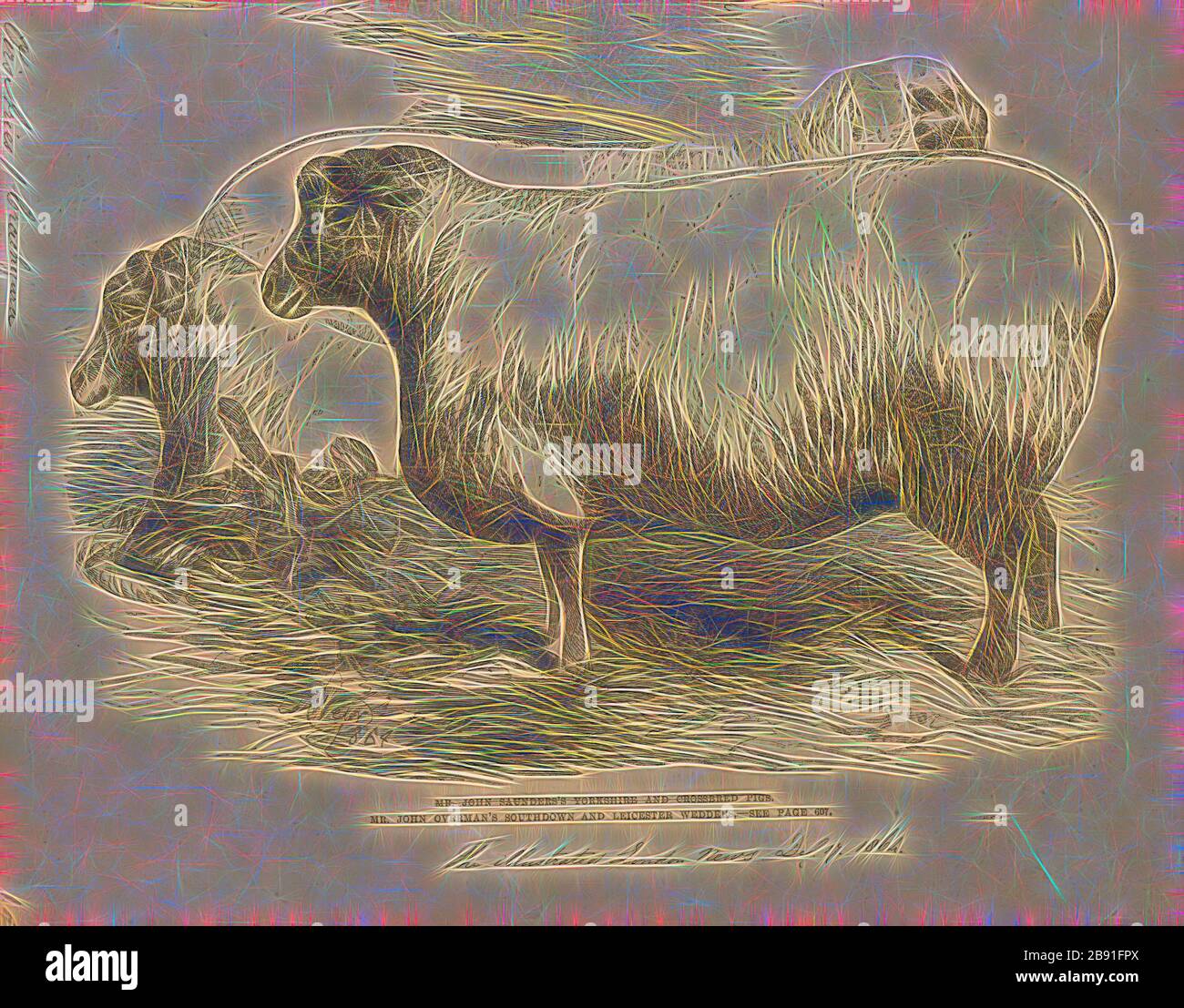 Ovis aries brachyura, Print, Ovis is a genus of mammals, part of the ...
