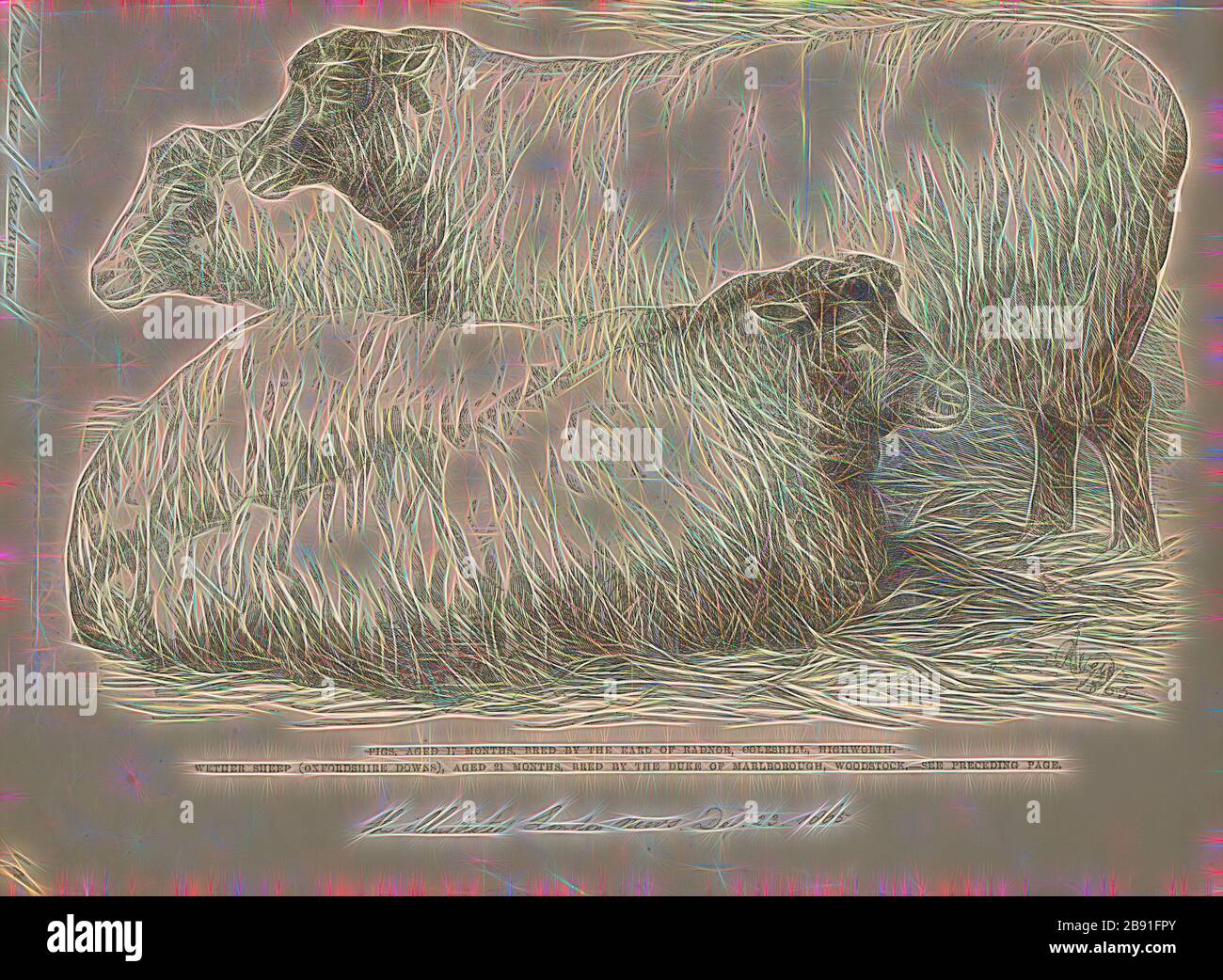 Ovis aries brachyura, Print, Ovis is a genus of mammals, part of the ...