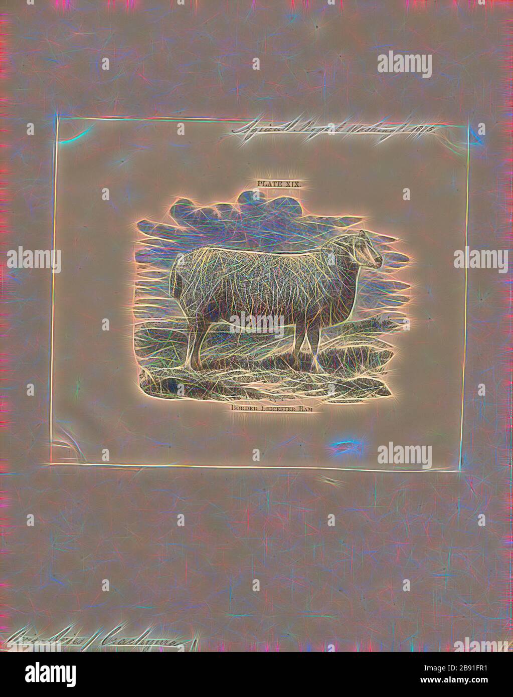 Ovis aries brachyura, Print, Ovis is a genus of mammals, part of the ...