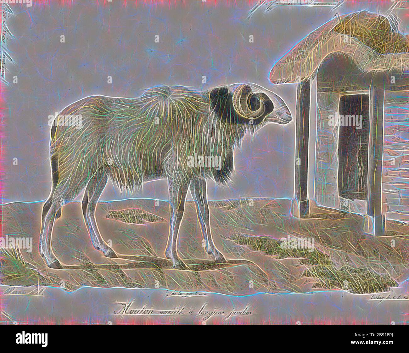 Ovis aries longipes, Print, Ovis is a genus of mammals, part of the ...