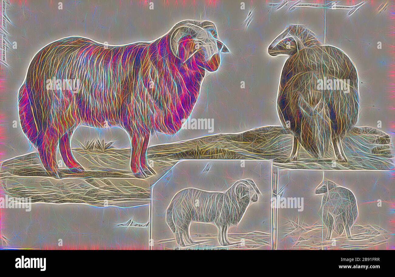 Ovis aries platyura, Print, Ovis is a genus of mammals, part of the ...