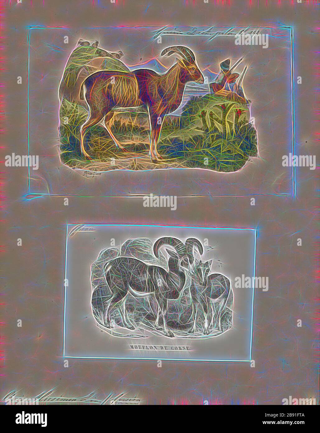 Ovis musimon, Print, The mouflon (Ovis orientalis orientalis group) is ...