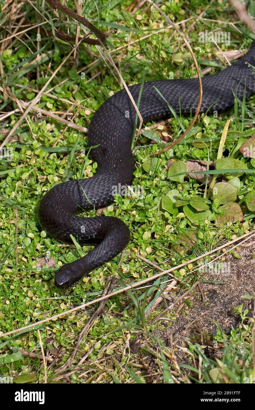 Melanistic adder hi-res stock photography and images - Alamy