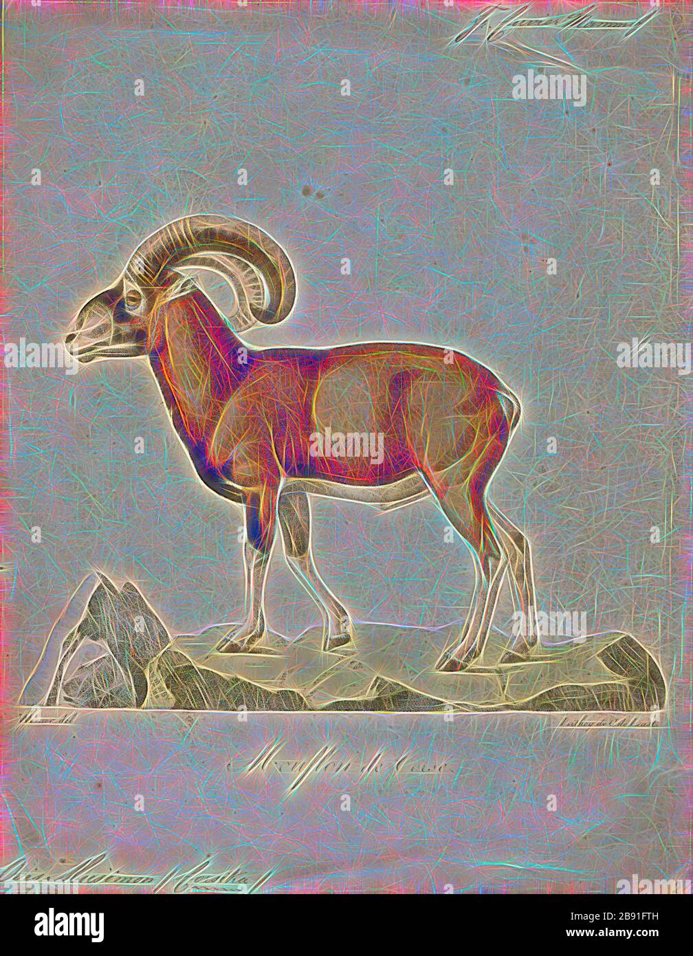 Ovis musimon, Print, The mouflon (Ovis orientalis orientalis group) is ...