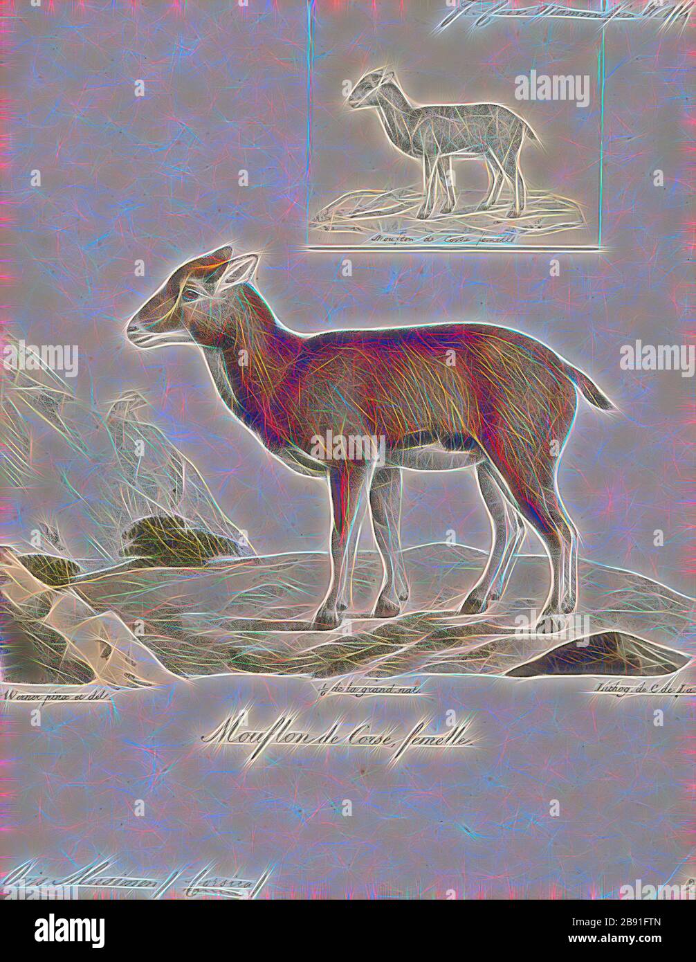 Ovis musimon, Print, The mouflon (Ovis orientalis orientalis group) is ...